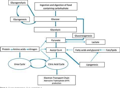 Aap Hypoglycemia Guidelines Sale