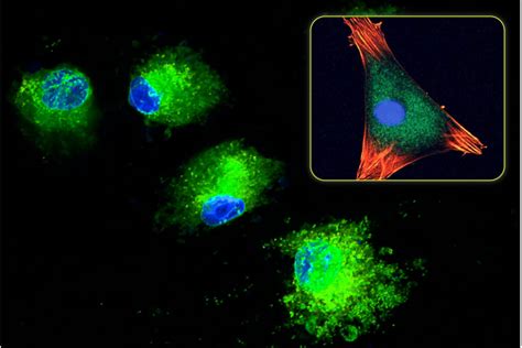 Introduction To Stem Cells And Differentiation Of Mscs Biogennix