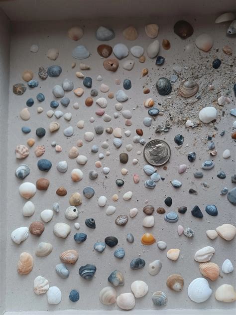 Tiny Seashells Scrolller