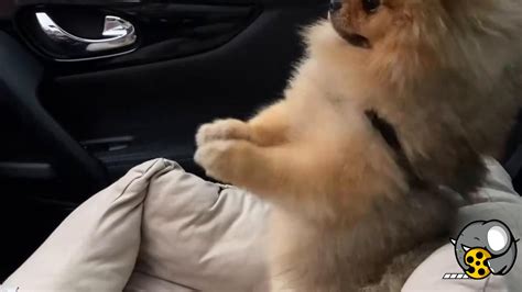 سگ پامر عاشق باران شده فیلو