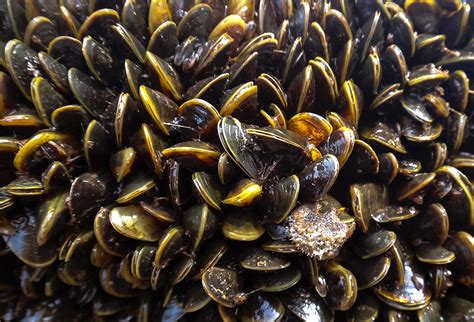 Species Spotlight Golden Mussel Illinois Indiana Sea Grant