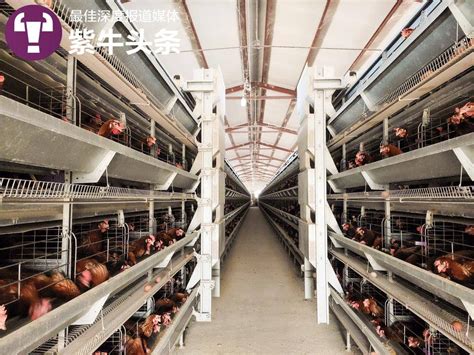 大学毕业后回乡办起智能养鸡场，手机一键操作，年收入150万江苏国际在线