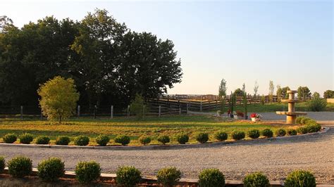 Giacomo Capacci Arabians Arabian Insider