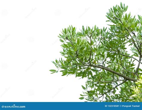 Green Leaves And Tree Branch Isolated On A White Background Stock Image Image Of Summer