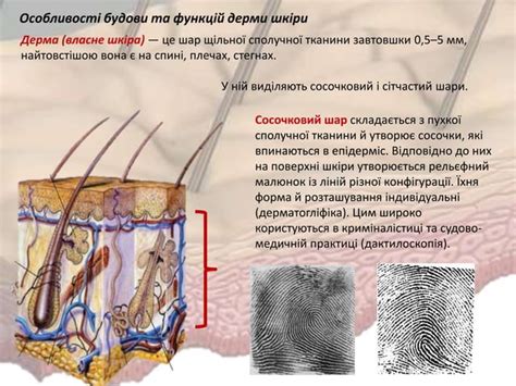 Будова та функції шкіри Ppt