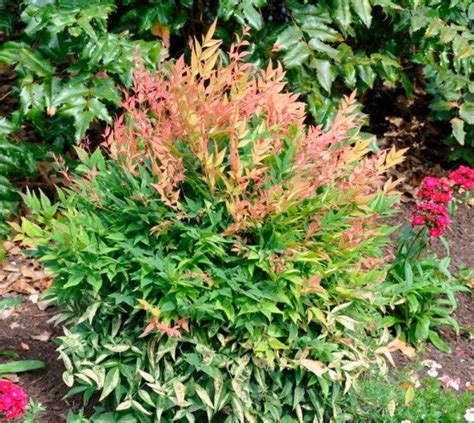Gulf Stream Nandina Heavenly Bamboo New Life Nursery