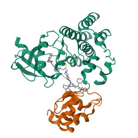 Rcsb Pdb 8dso Structure Of Ciap1 Btk And Bccov