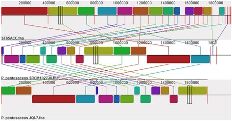 Multiple Genome Alignment Of Pediococcus Pentosaceus Strains Including