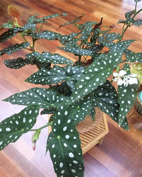 Цветы с пятнистыми листьями - 67 фото