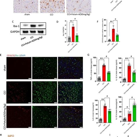 Fetuin A Treatment Inhibits Microglial Activation And Ameliorates