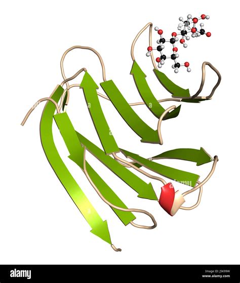 Galectin 3 Carbohydrate Binding Domain Protein Bound To N