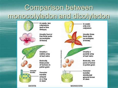 Unlocking The Secrets Monocots Vs Dicots Worksheet Answers Compared