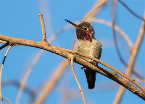 Wetlands Waterfowl And Wine Birding In The California Central Valley