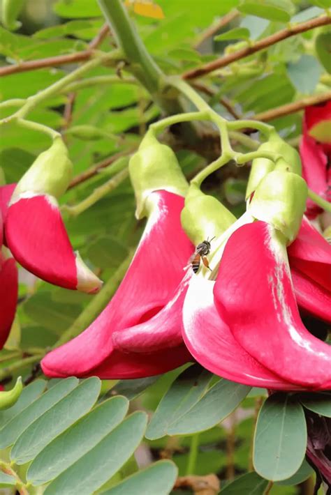 18 Stunning Red Flowering Trees To Transform Your Garden Oasis