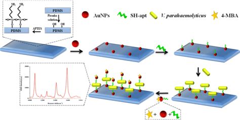 Schematic Of Sers Aptasensor Based On Apt Au Pdms Composites Film For Download Scientific