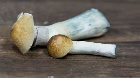 Use Of Psychedelics Is On The Rise In Canada Doctors Are Starting To