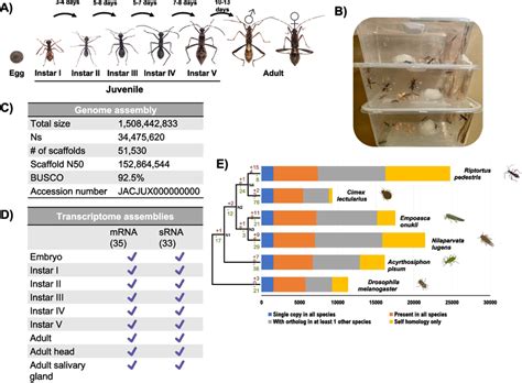A Schematic Diagram Showing The Life Cycle Of Stinkbug Riptortus