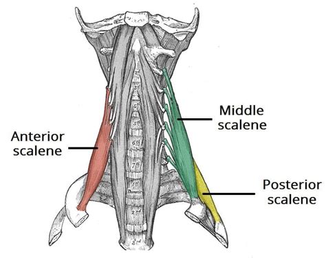 Anterior Scalene Wikism Sports Medicine Wiki