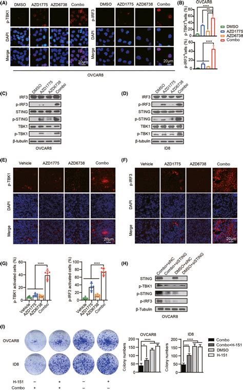 Dual Inhibition Of Wee1 And Atr Further Activates The Sting Signaling