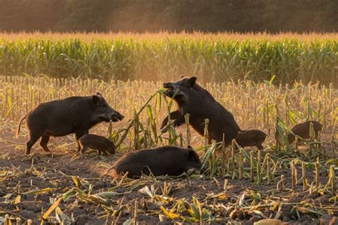 Meilleur Plomb 45 Pour Nuisible On Vous Explique Tout