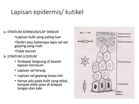 Sistem Integumen Pptx