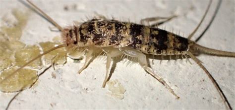 11 Different Types Of Silverfish W Pictures 11 Different Types Of Silverfish W Pictures