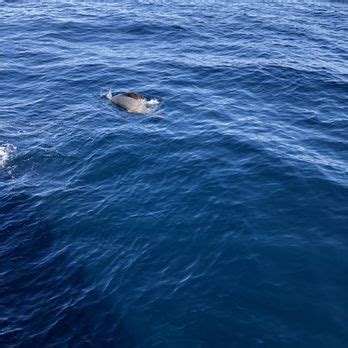 Whale Watching At Handm Landing Updated June 2026 201 Photos And 202