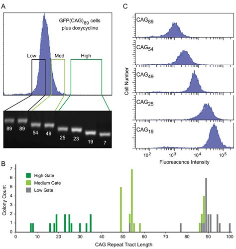 Relationship Between Gfp Fluorescence Intensity And Cag Repeat Tract