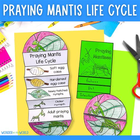 Life Cycle Of A Praying Mantis Insect Foldable Sequencing Activity Cut