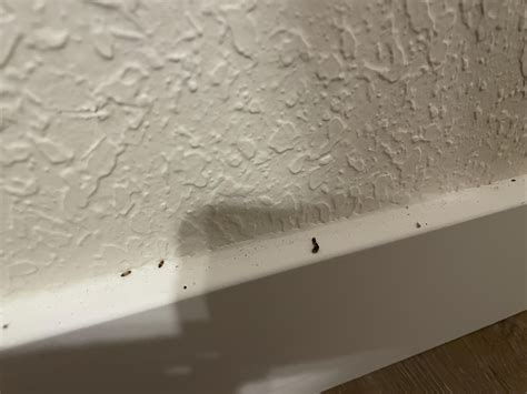 Are These Bed Bug Larva Rwhatbugisthis Are These Bed Bug Larva Rwhatbugisthis