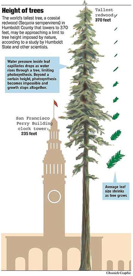 Redwoods How Tall Can They Grow Sfgate