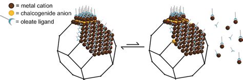 The Dynamic Organicinorganic Interface Of Colloidal Pbs Quantum Dots