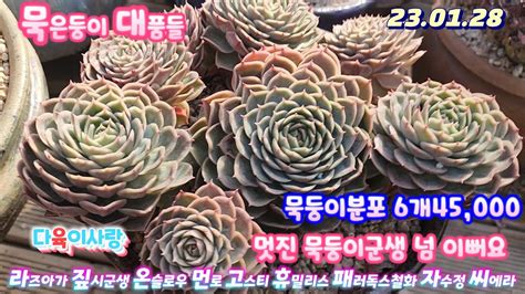 다육이사랑5탄묵은둥이분포 6개 45000짚시라즈아가고스티휴밀리스온슬로우먼로매직쨈골드자수정패러독스철화씨에라 Youtube