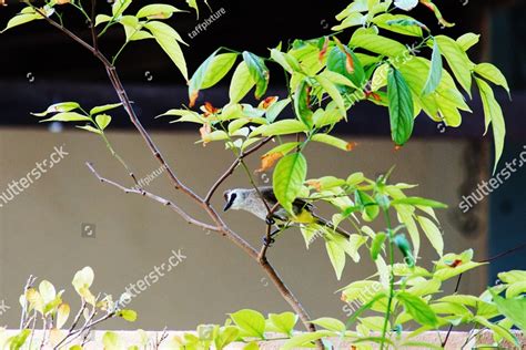 Bird Background Birds Have Evolved Numerous Adaptations For Flight Including Wings Powerful