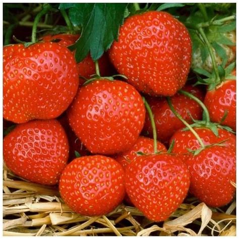 Как правильно ухаживать за викторией ягодой | Aardbeien planten ...