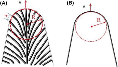 Scheme Of Eutectic Tip Shown As Dendritic Surface A Download Scientific Diagram