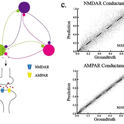 Results To Estimate The Synaptic Weights Of A Neural Microcircuit With Download Scientific