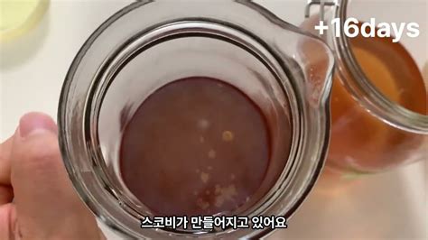 유산균 폭탄 콤부차 만들기 16일간의 과정 현미녹차 보이차 홍차 스코비 곰팡이 홍차버섯 Youtube