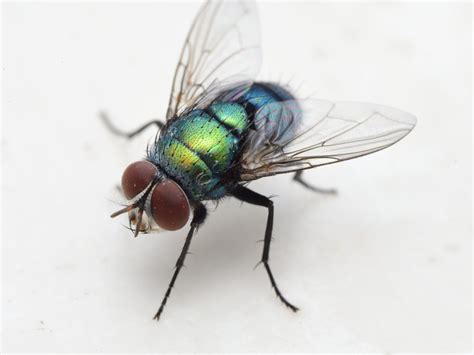 Blow And Bottle Flies Pest Info Interstate Pest Management