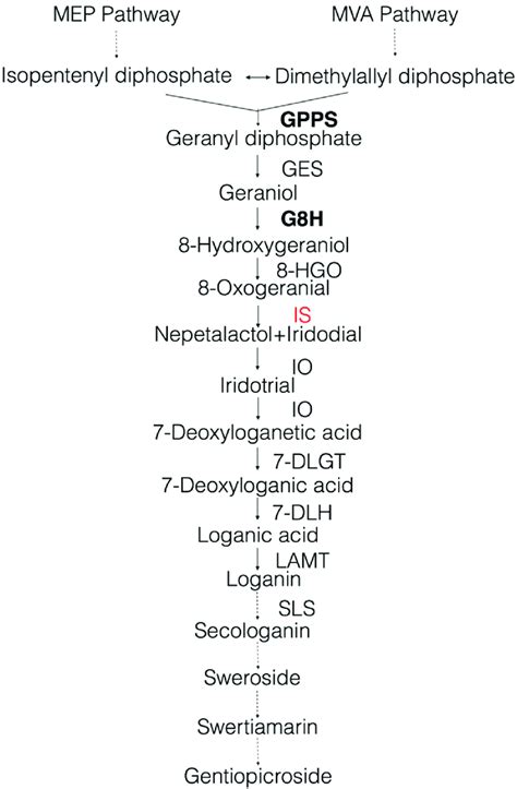 Schematic Representation Of The Proposed In Secoiridoid Pathway Gpps