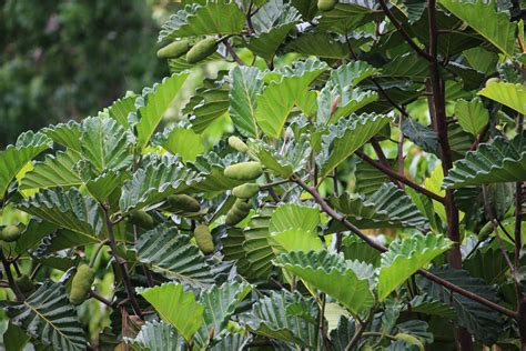 Mount K ස්වභාව ධර්ම පාසල Artocarpus Nobilis බැදිදෙල් ආවේණික Endemic අඩු අවදානම් Least