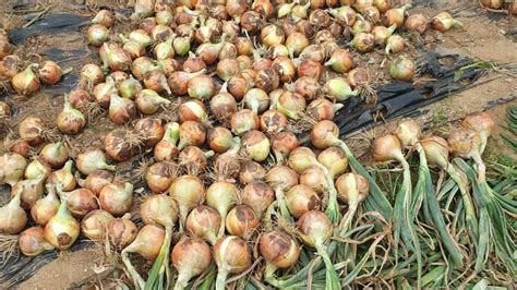 오늘은 장기저장양파 수확하였습니다 건조방법과 장기저장방법 Youtube