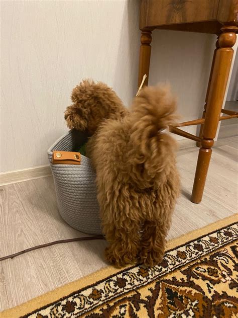 Корзина для хранения 32 х 24 х 13 купить C доставкой на Ozon по низкой цене 1091650376