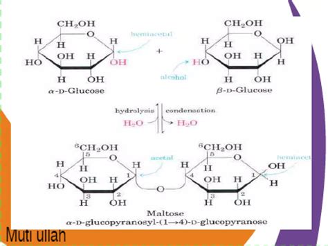 Monosaccharides And Disaccharides Pptx