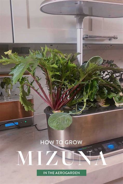 How To Grow Mizuna