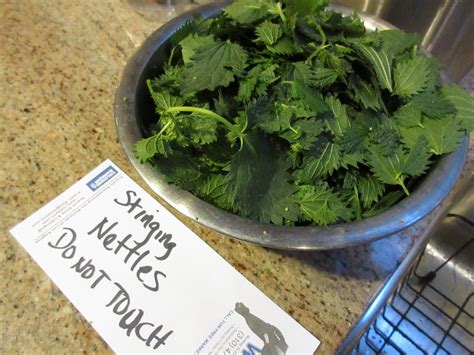 Recipe Stinging Nettles Galore Gardenerd