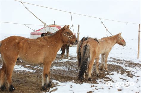 “Мал амьтны халдварт болон зооноз өвчнүүд” сэдэвт олон улсын хурал болно