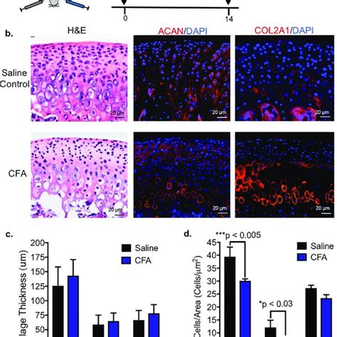 Tmj Intra Articular Injections Of Cfa Promotes Cell Depletion In Download Scientific Diagram