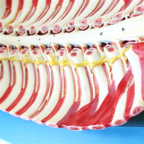 Anatomy Model Spinal Cord In The Spinal Canal