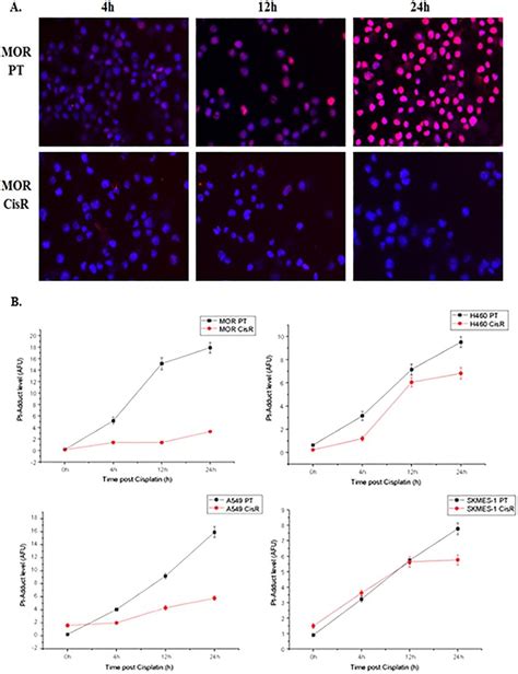 Cisplatin Dna Adduct Formation And Immunofluorescence Lung Cancer Cell Download Scientific